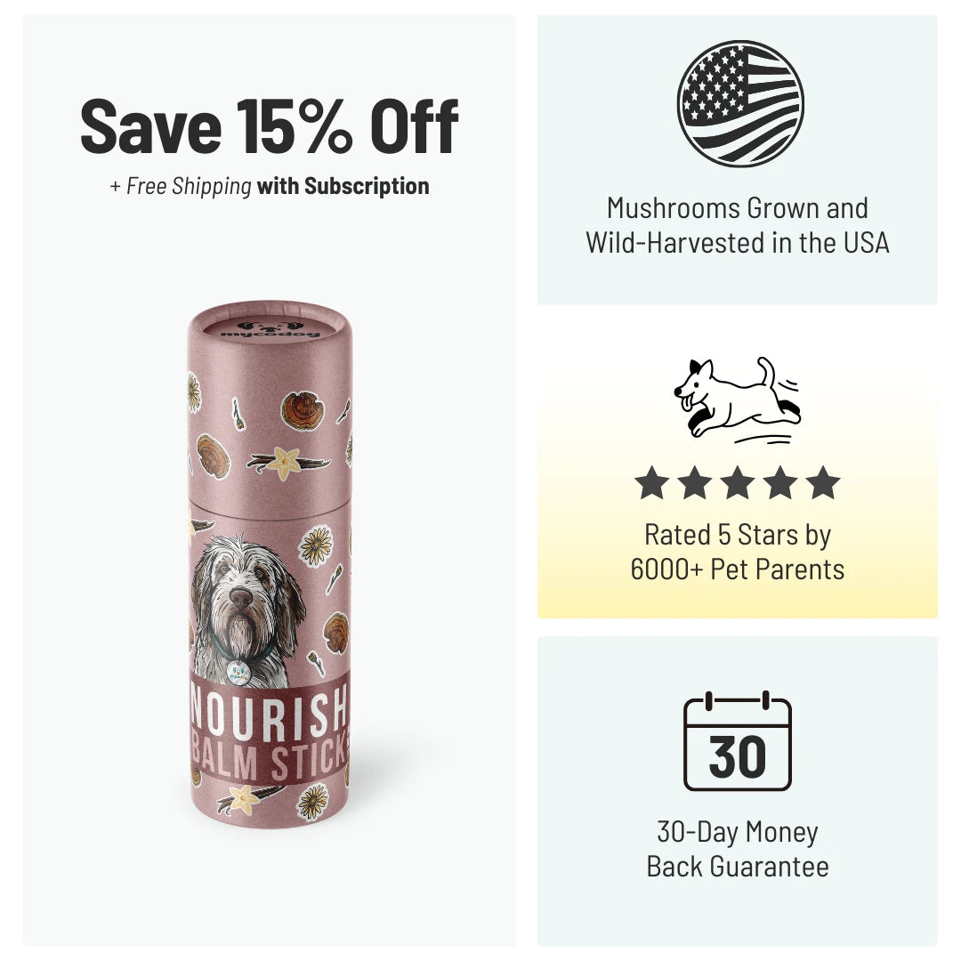 MycoDog Nourish | Reishi Balm Stick for Skin + Paw Care