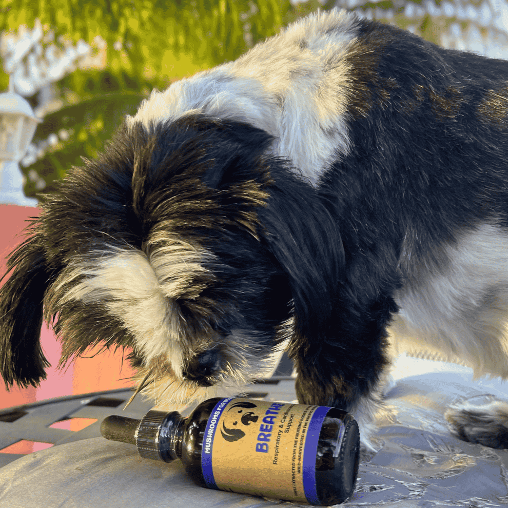 Breathe by MycoDog: Respiratory & Cardiovascular Support for Dogs