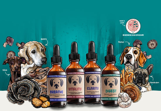 MycoDog Mushrooms for Dogs | Natural Mushroom Supplements for Pets